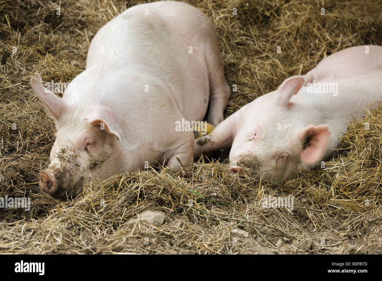 Pigs laying on hay and straw Stock Photo - Alamy