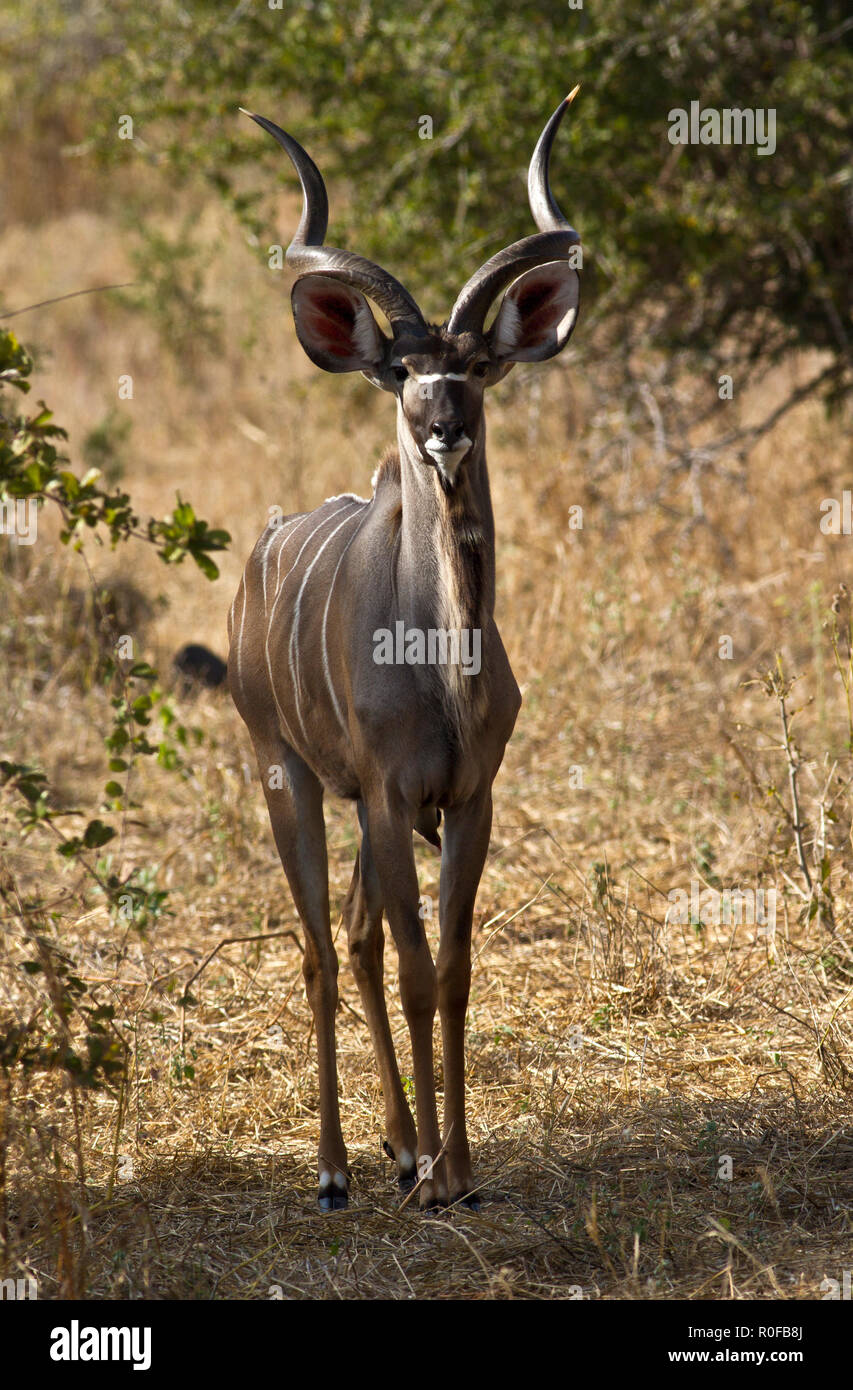 The magnificent spiralled horns of the kudu bull make them one of the ...