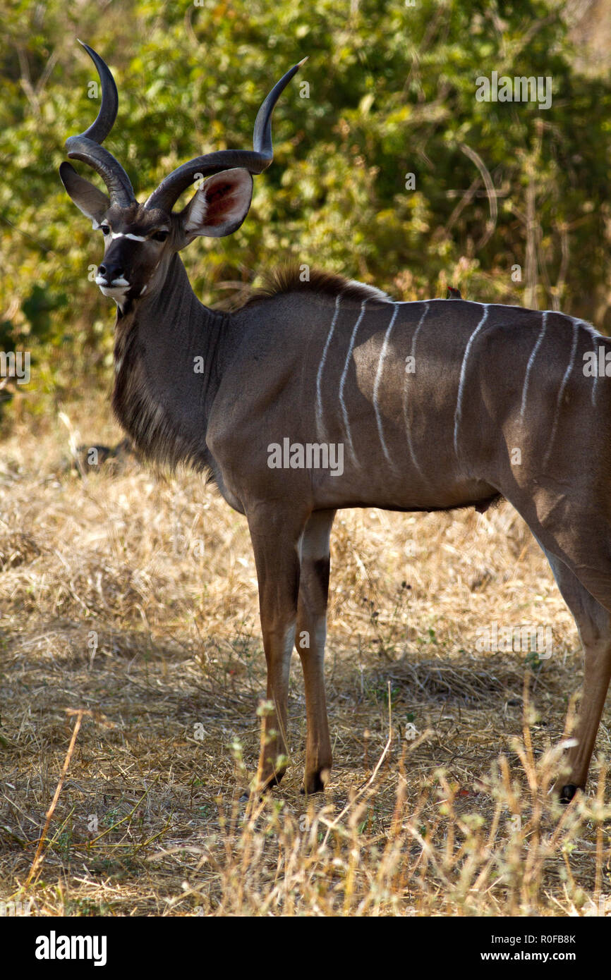 The magnificent spiralled horns of the kudu bull make them one of the ...