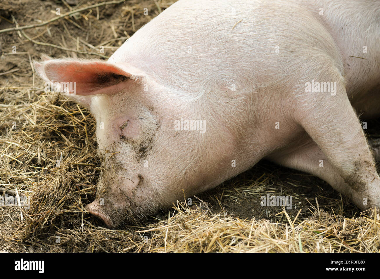 Pig laying on hay and straw Stock Photo - Alamy