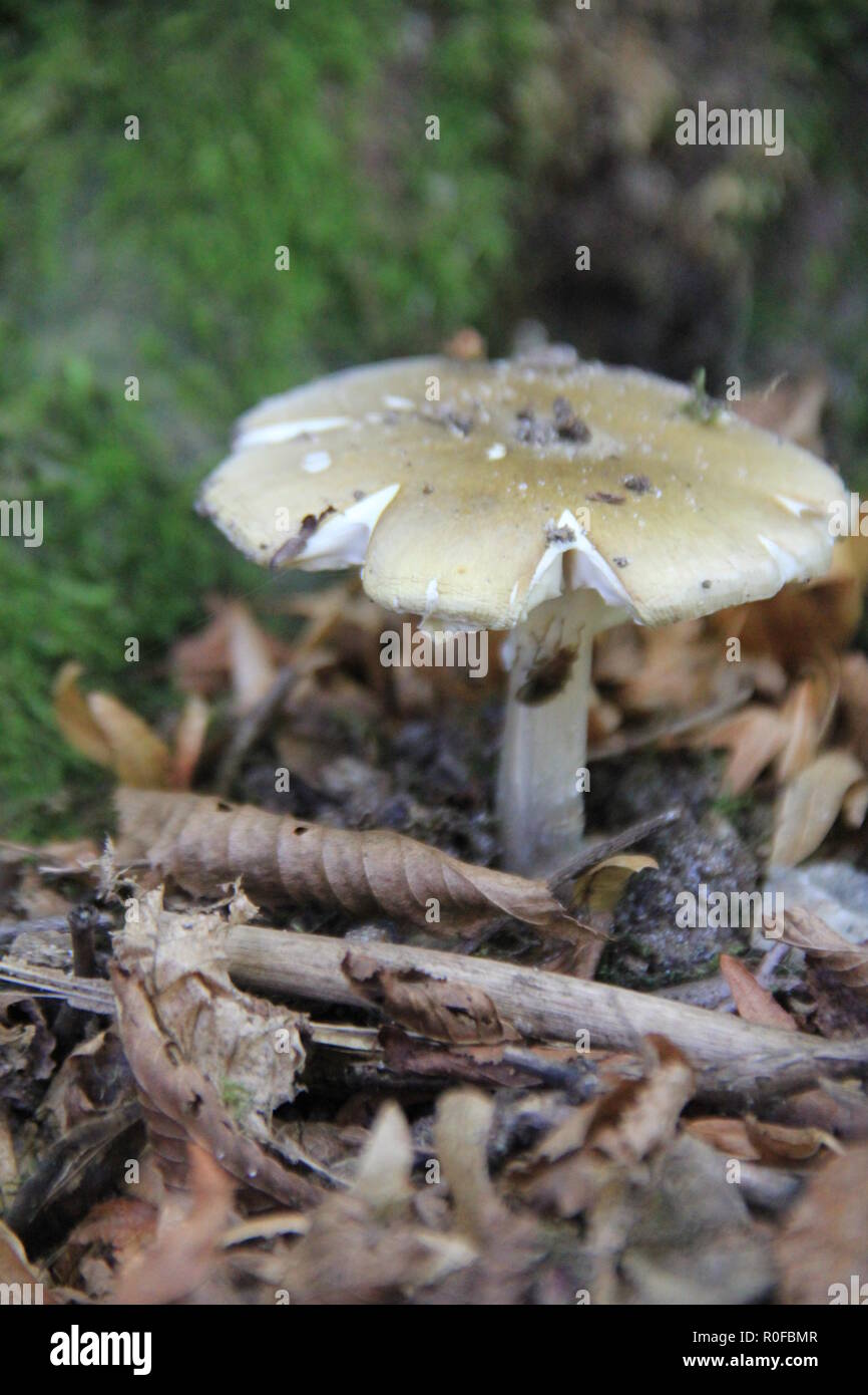 Ground mushroom powder hi-res stock photography and images - Alamy