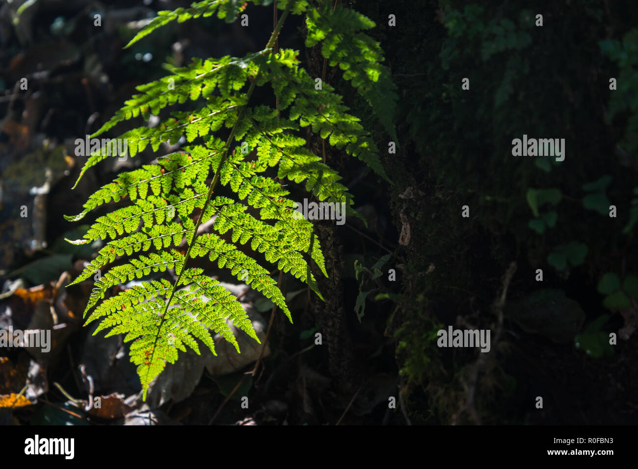 The backlit single leaf of a native wild fern in English woodland in ...