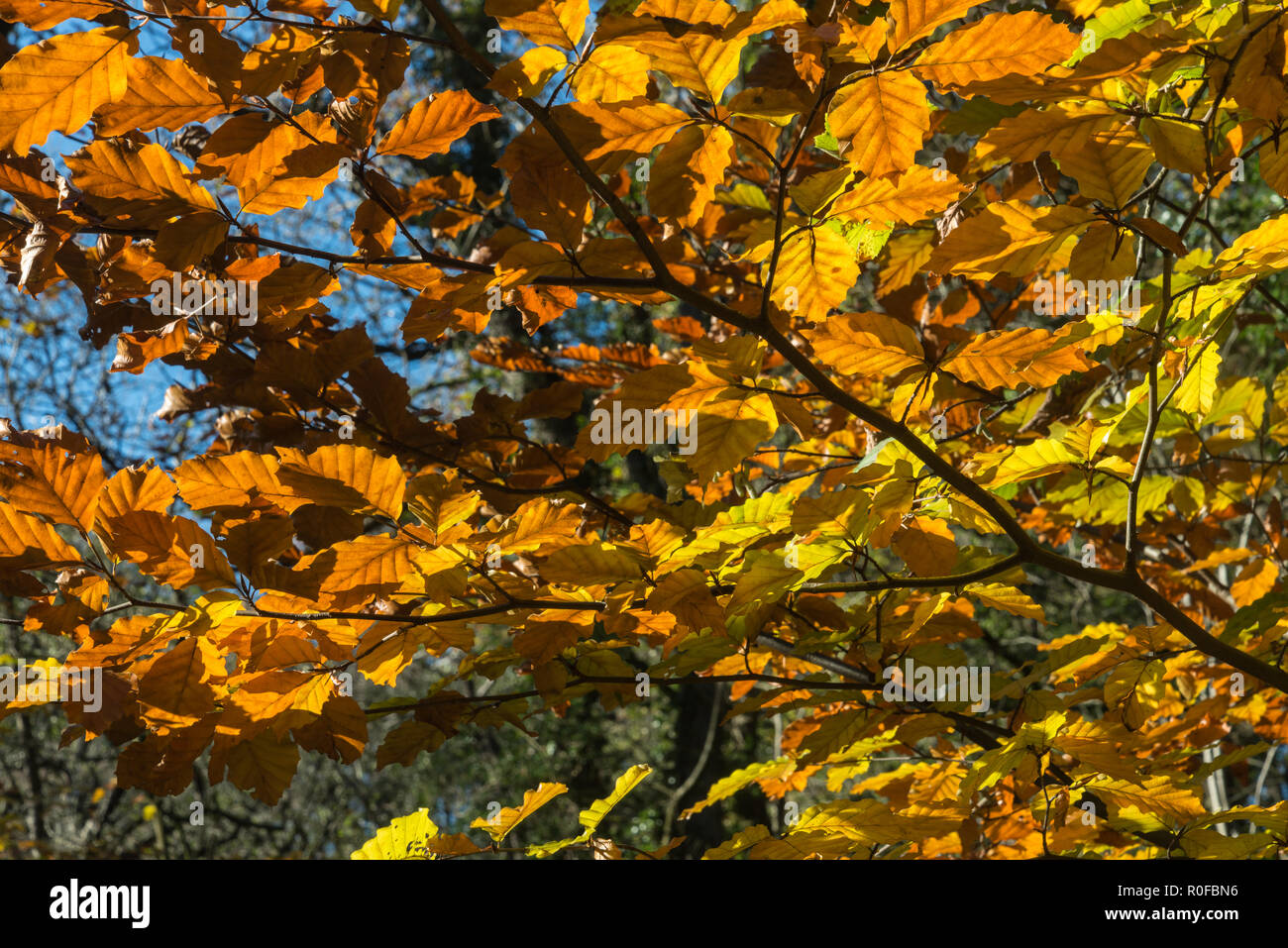 Bronze Leaves High Resolution Stock Photography and Images - Alamy