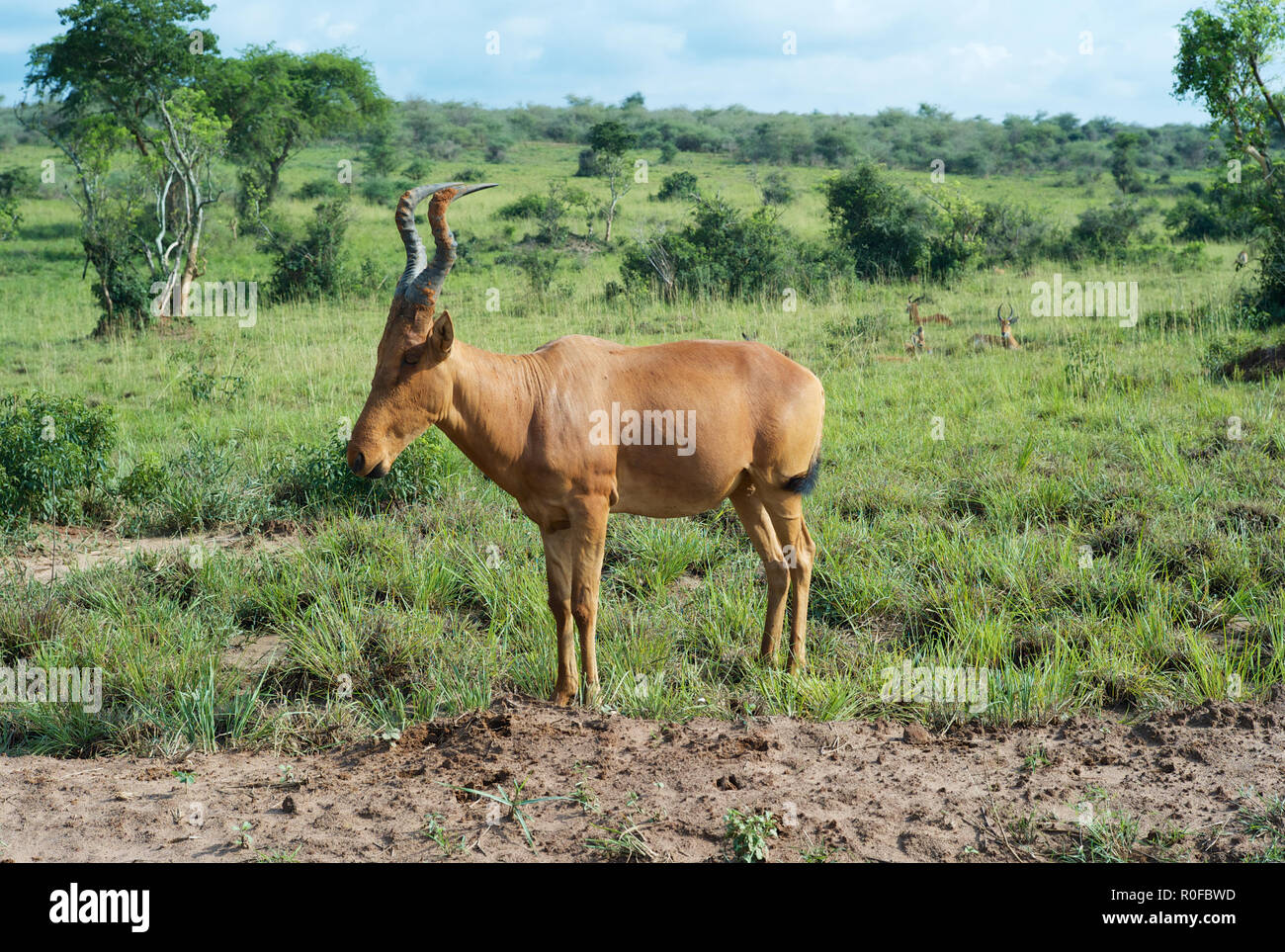Kongoni hi-res stock photography and images - Alamy