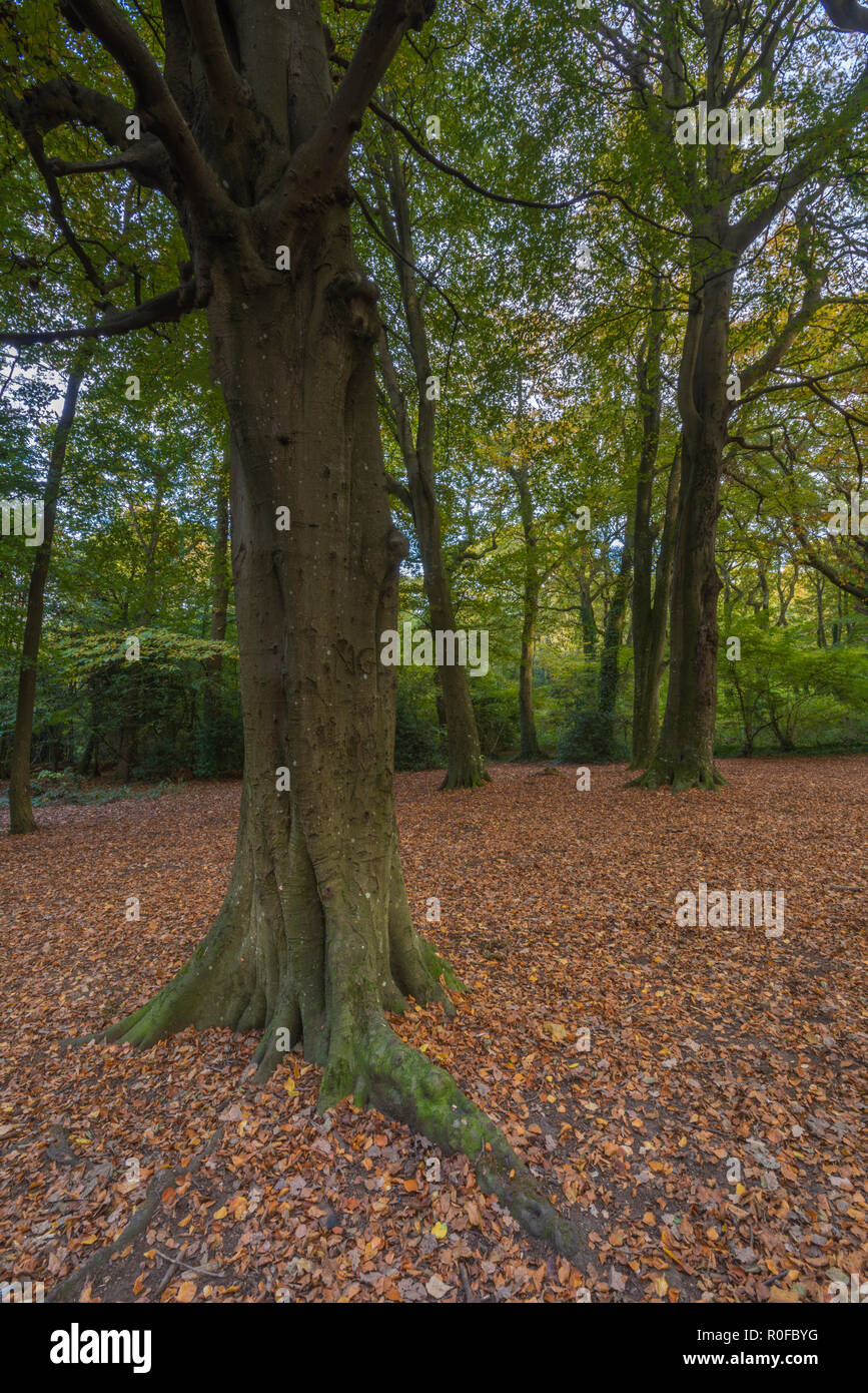 beautiful ancient woodland in the autumn season at borthwood copse on ...