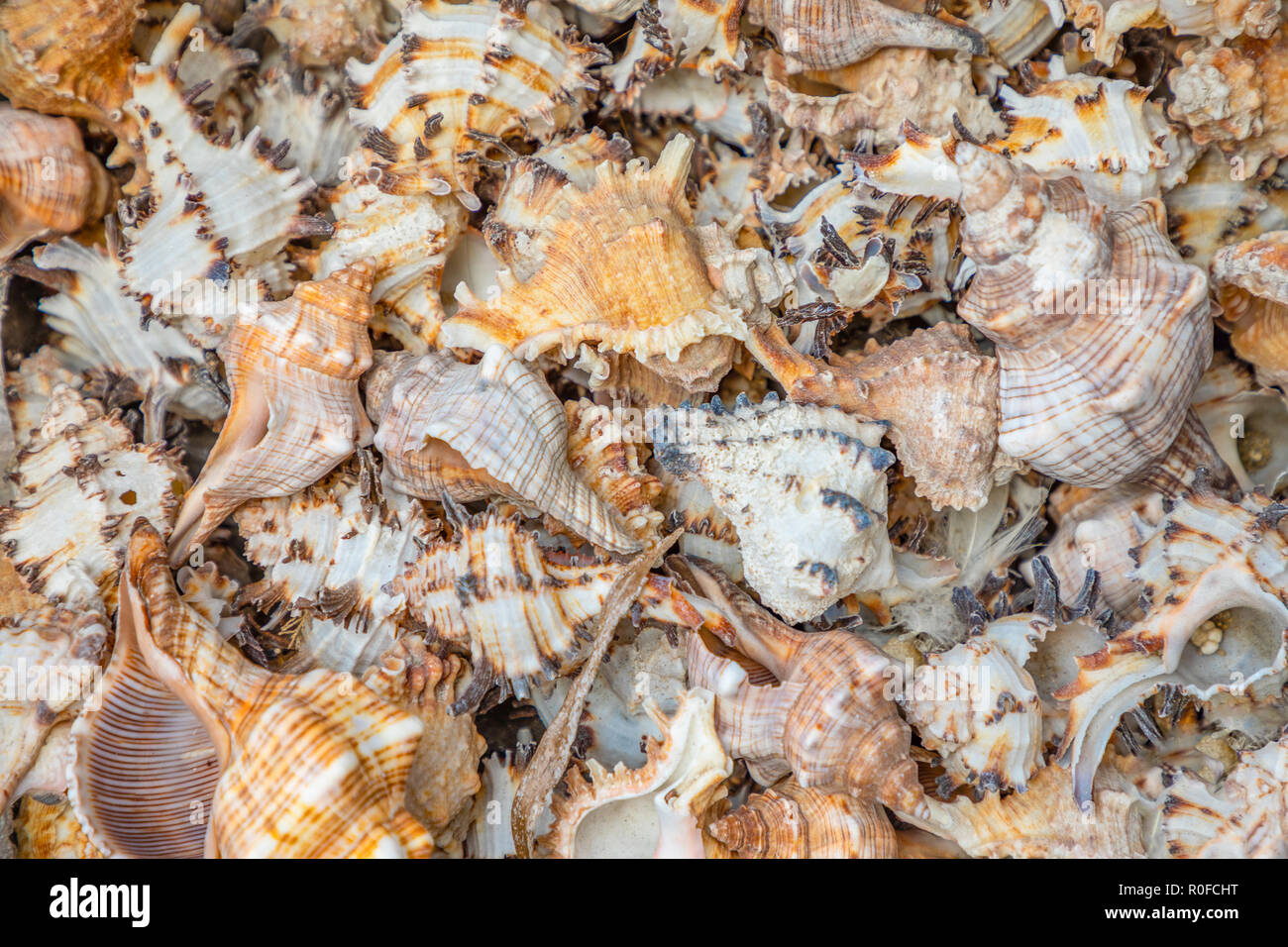 Seashell background hi-res stock photography and images - Alamy