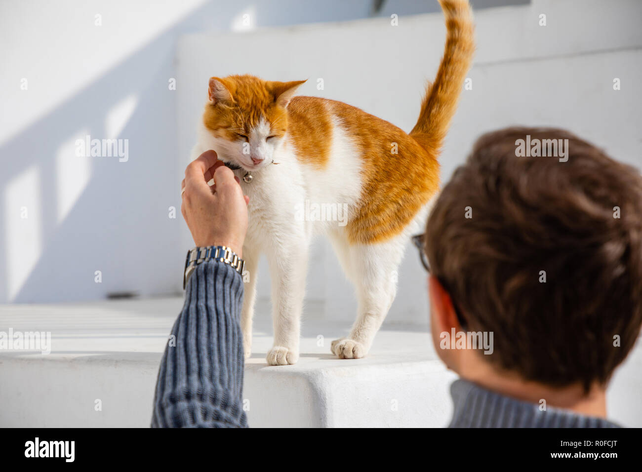 Stroking a cat hi-res stock photography and images - Alamy