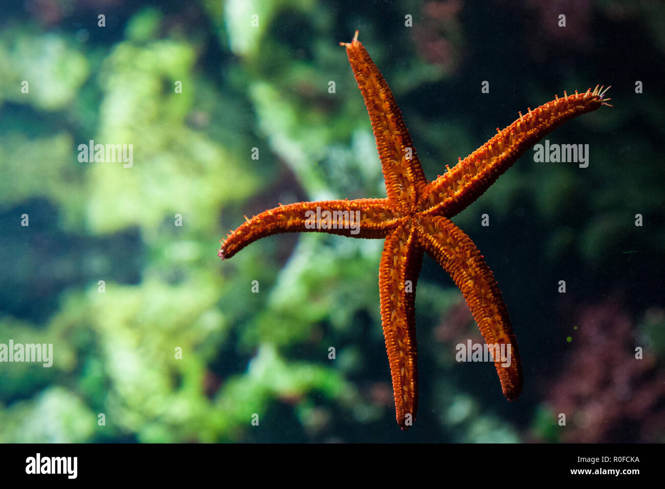A red starfish in a fish tank Stock Photo - Alamy