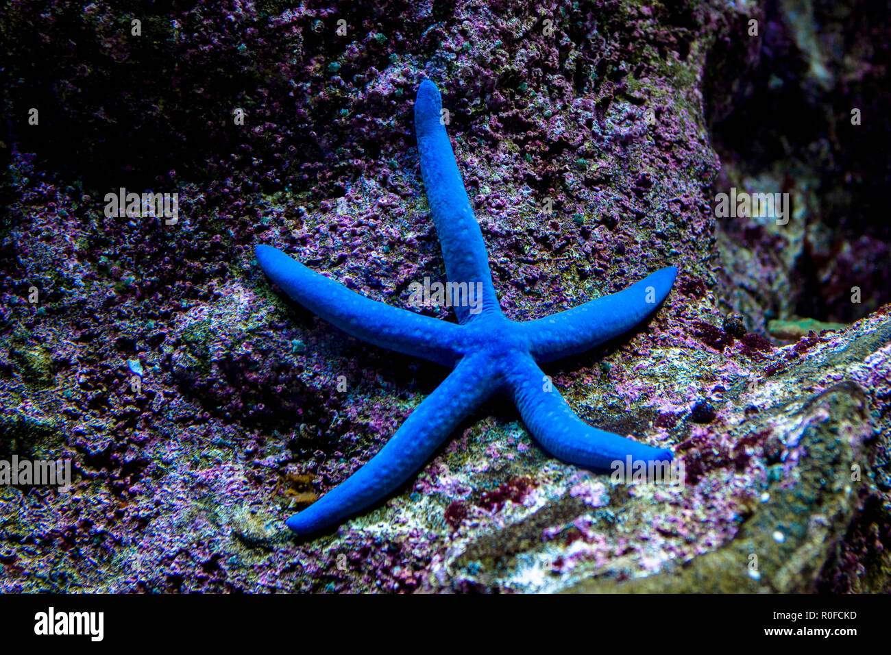 Blue starfish hi-res stock photography and images - Alamy