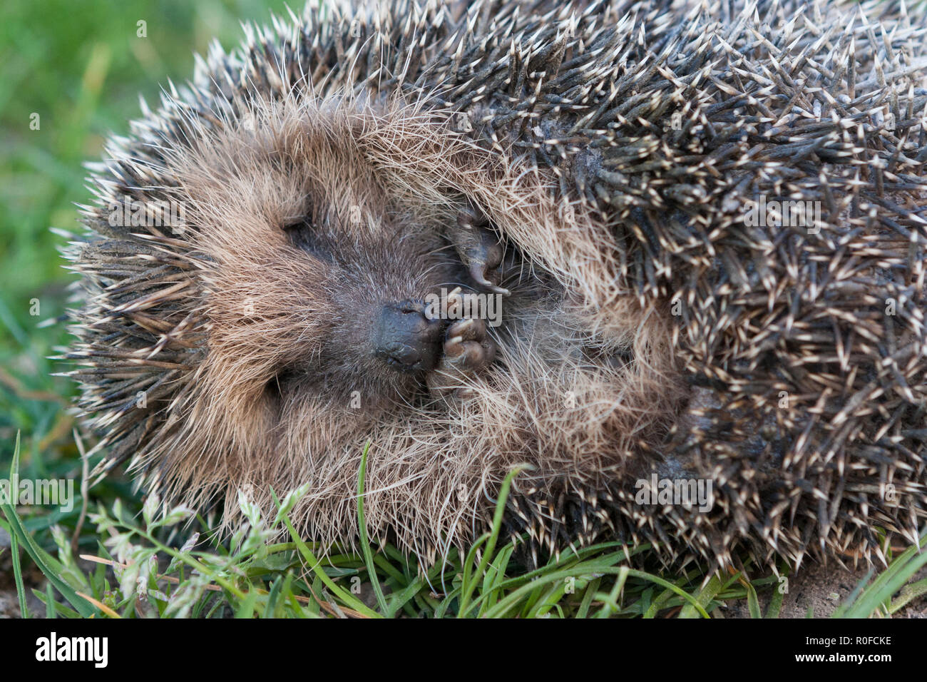 Hedgehog Ball High Resolution Stock Photography and Images - Alamy