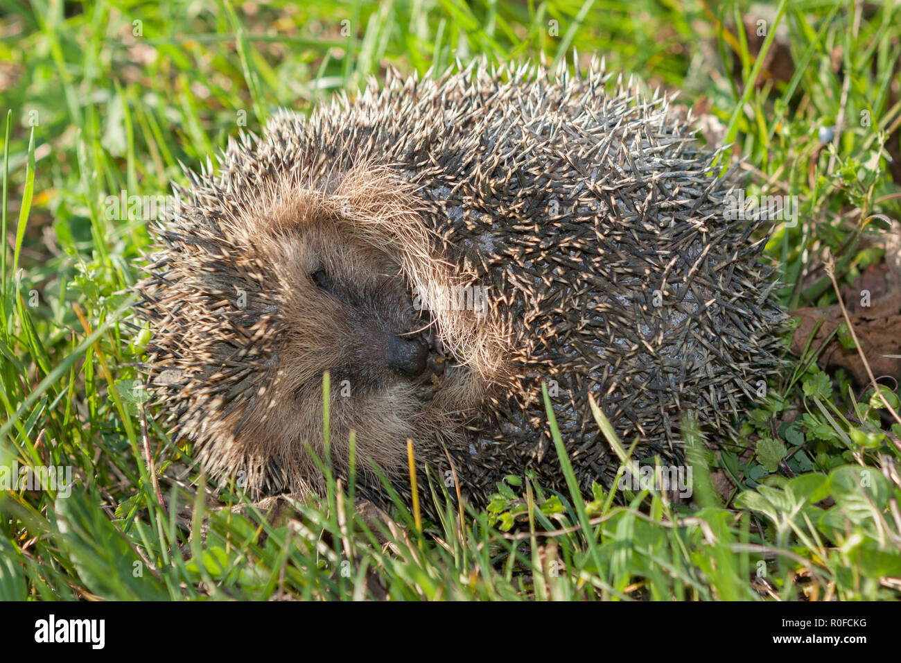 Hedgehog rolled into ball hi-res stock photography and images - Alamy