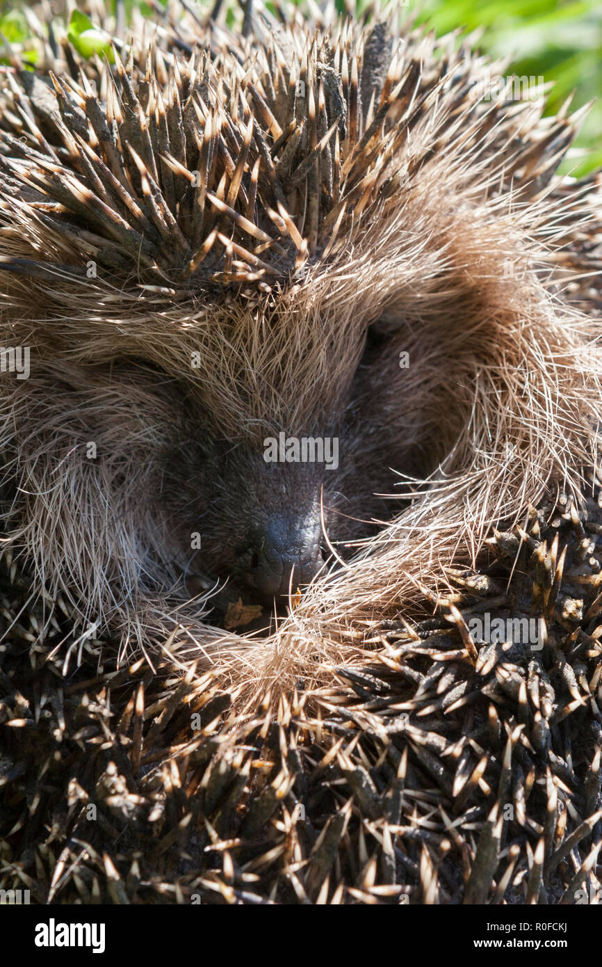 Hedgehog ball hi-res stock photography and images - Alamy