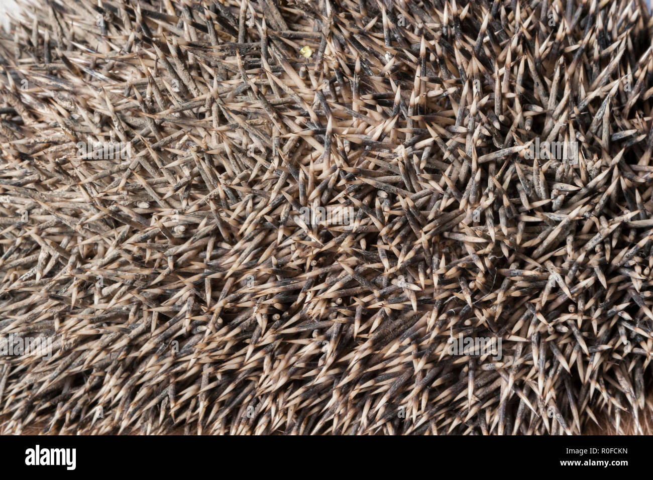 Back spines hi-res stock photography and images - Alamy