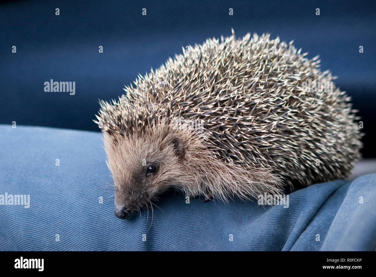 European hedgehog hi-res stock photography and images - Alamy