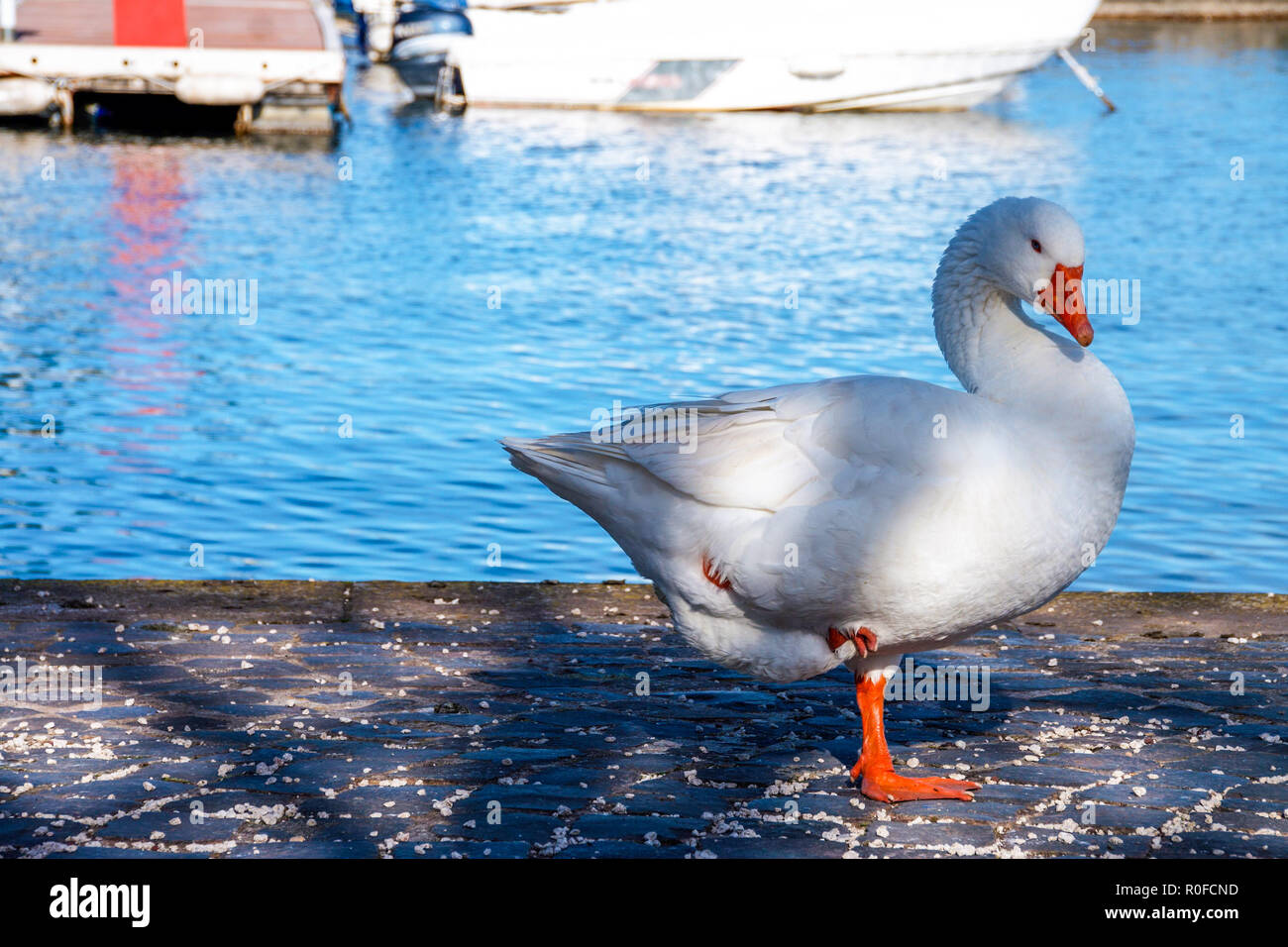 big white duck lifting its leg and watching camera with copy-space ...