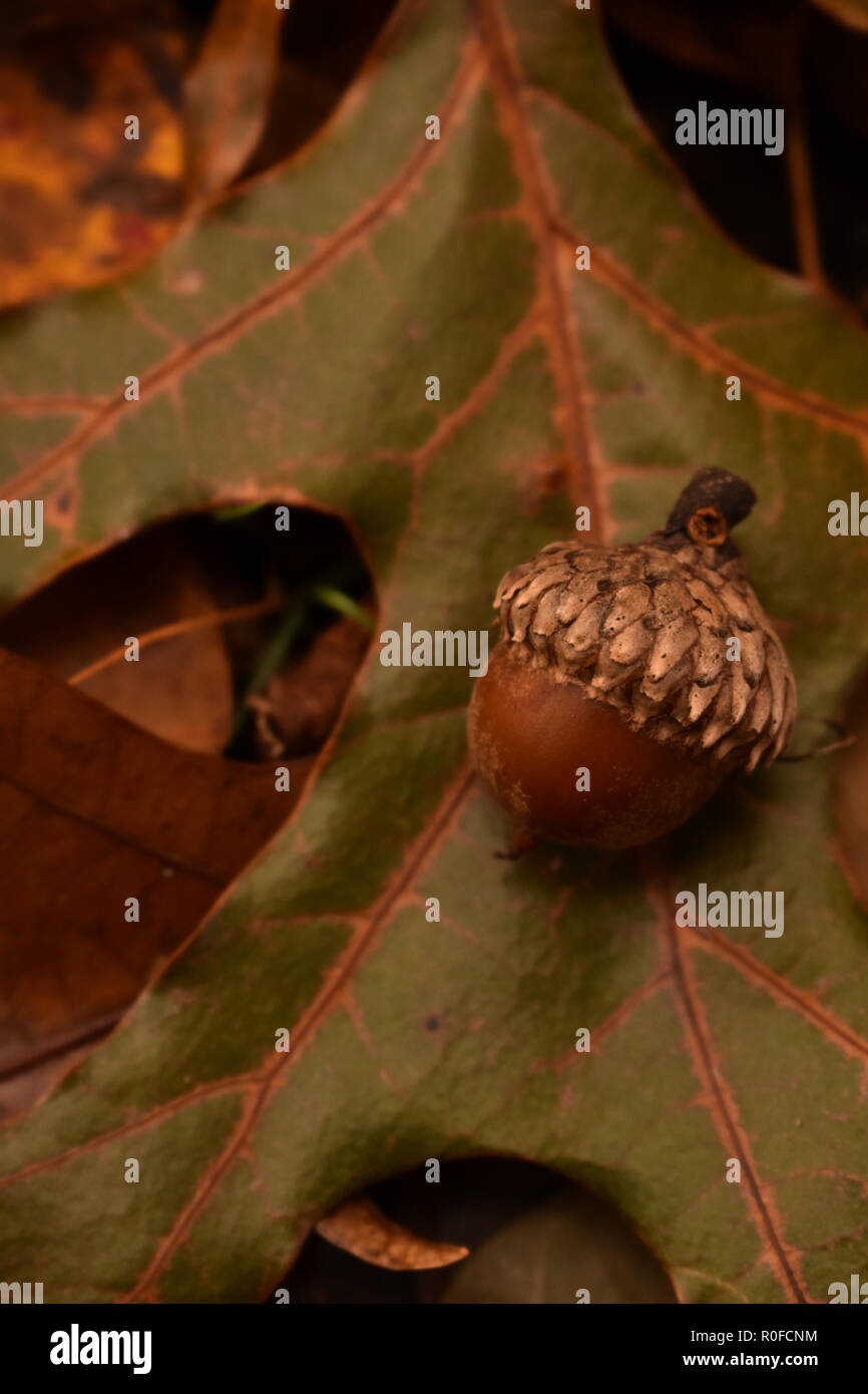 Close-up of a brown acorn on an oak leaf (Quercus species) on the ...