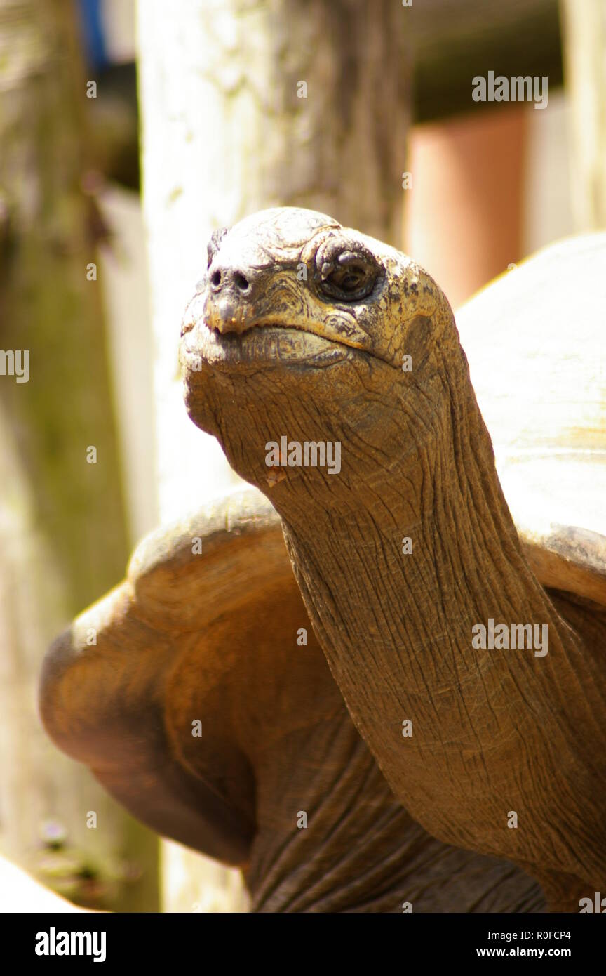 Face of giant tortoise hi-res stock photography and images - Alamy