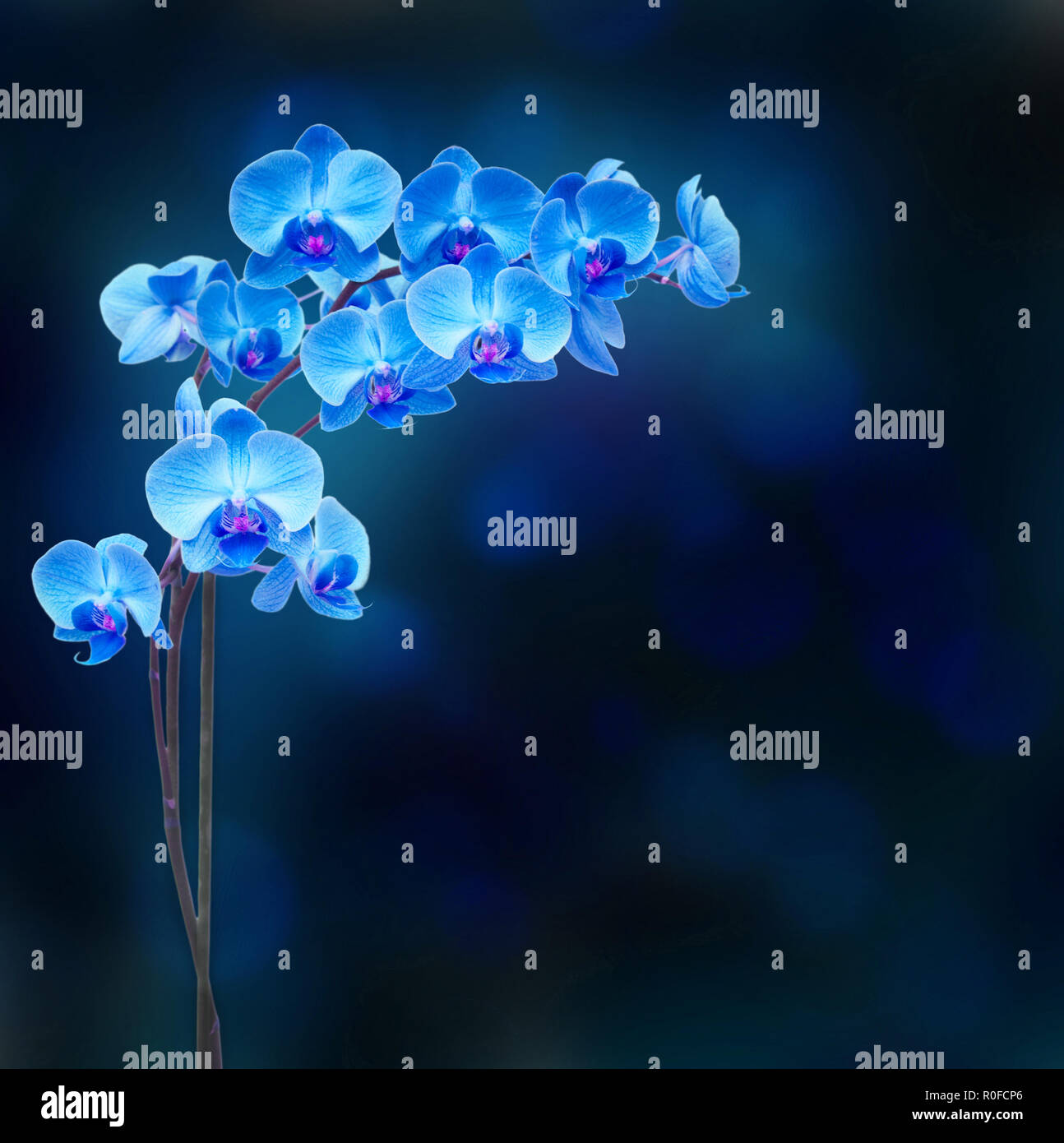 purple orchid branch Stock Photo - Alamy