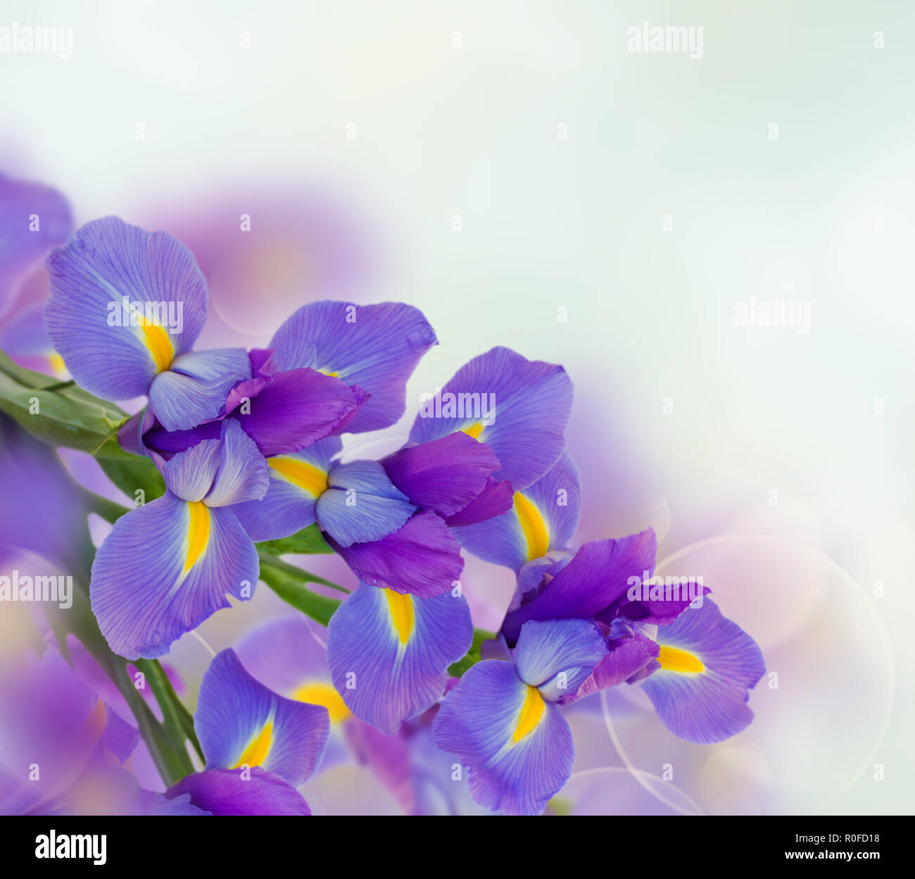 iris flowers background Stock Photo - Alamy