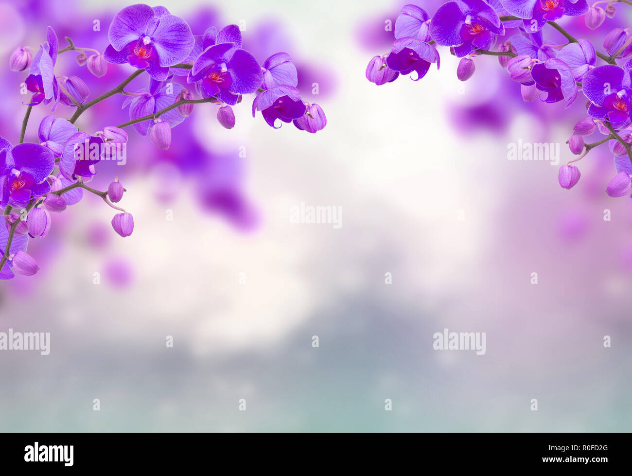 Beautiful blue violet butterflies hi-res stock photography and images ...