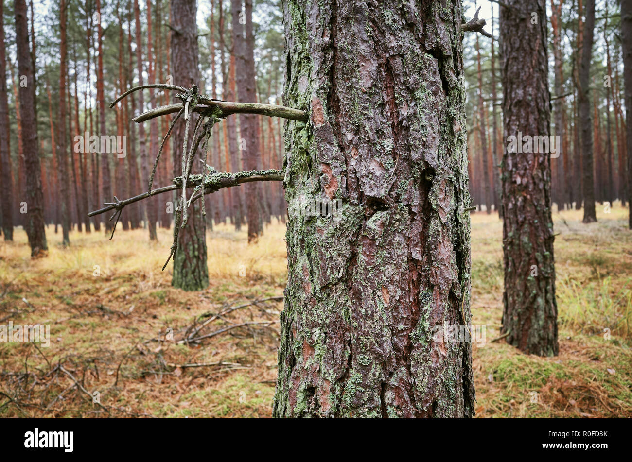 Tree branch scenery hi-res stock photography and images - Alamy