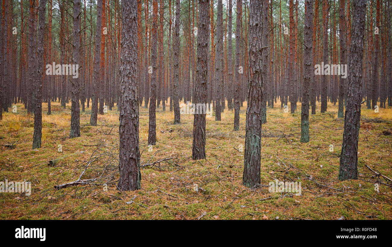 Panoramic landscape pine forest hi-res stock photography and images - Alamy