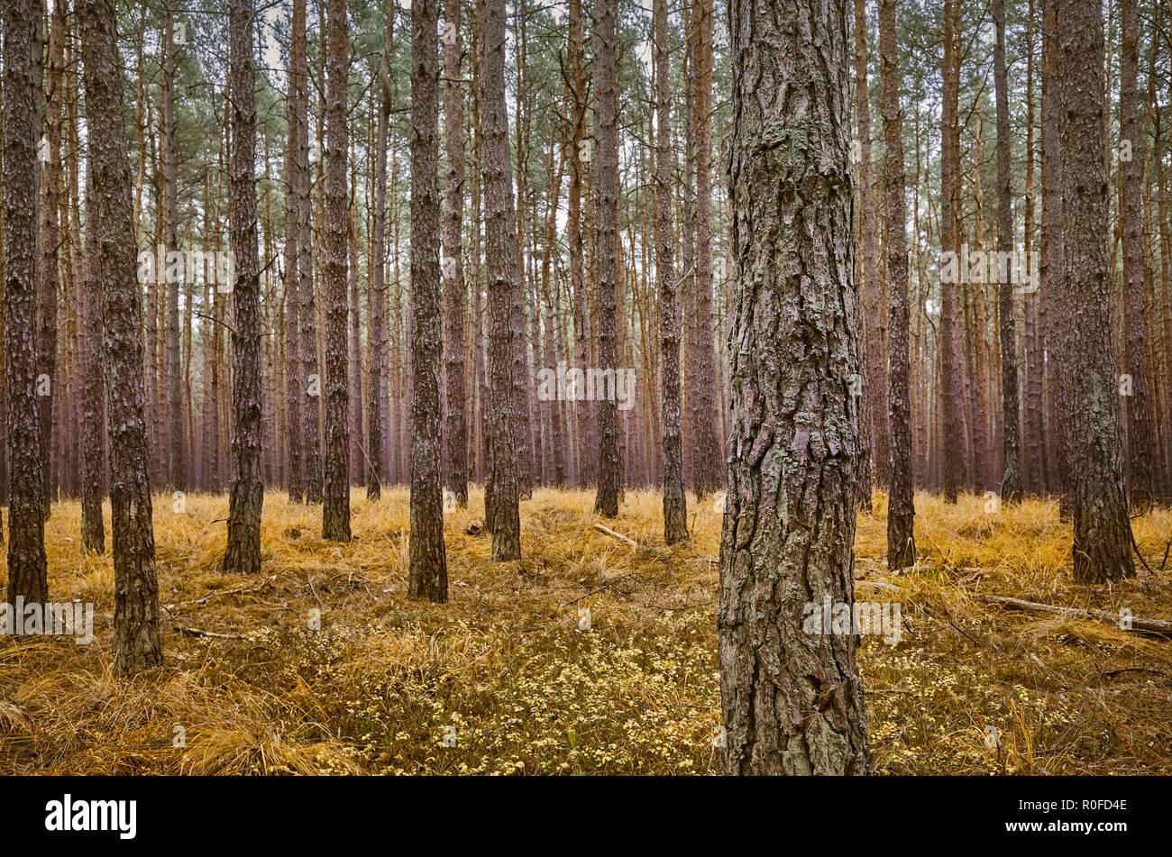 Tree background scenery hi-res stock photography and images - Alamy
