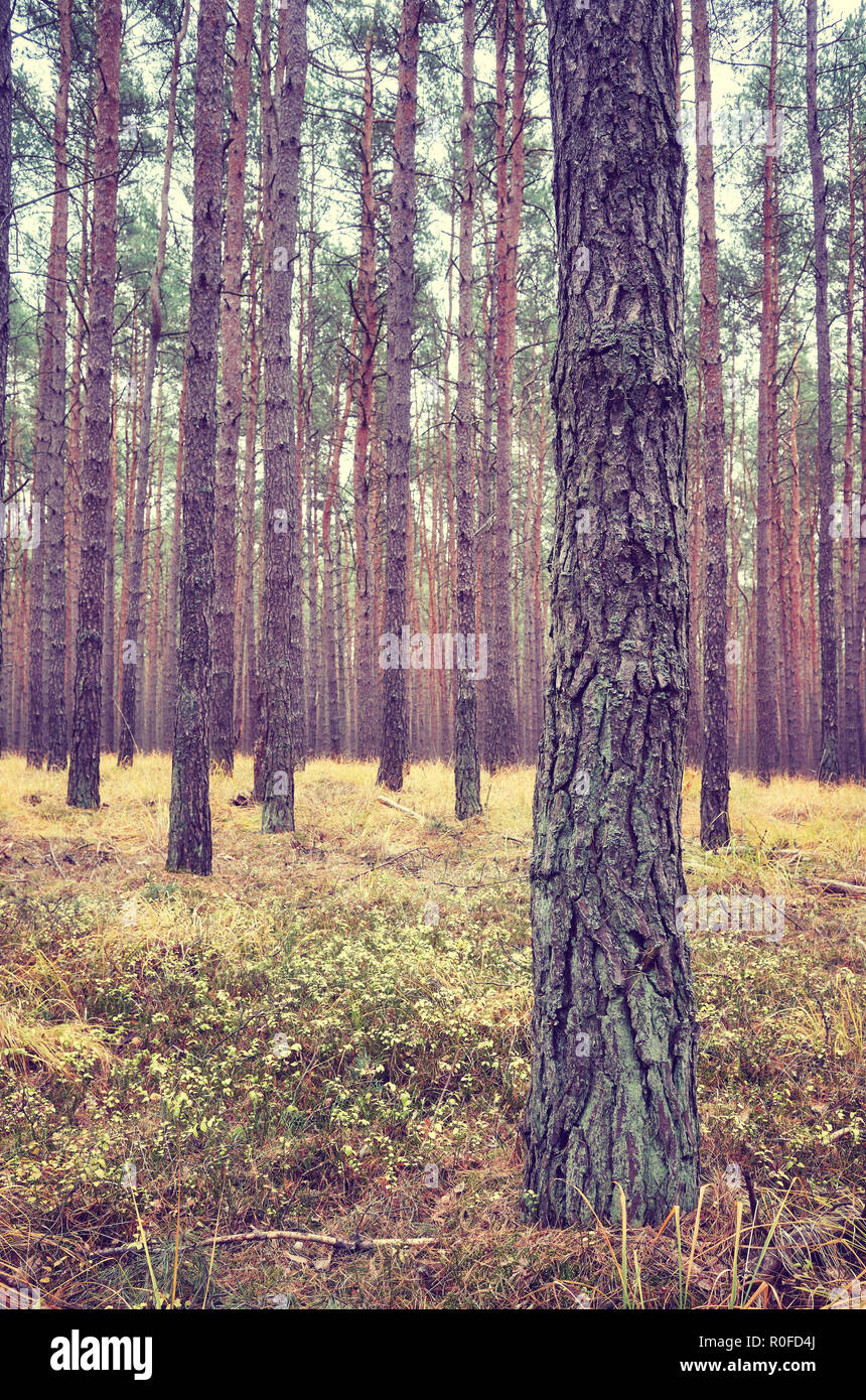 Vintage pine tree hi-res stock photography and images - Alamy