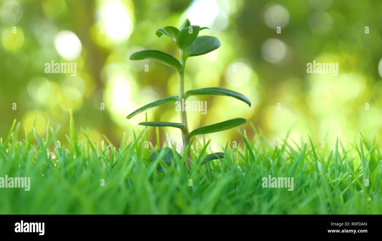 Sustainable tree plantings hi-res stock photography and images - Alamy