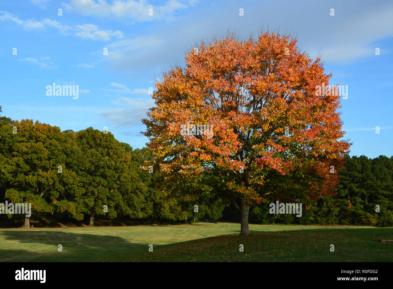Leaves on a tree turn a bright orange during the fall in a park in ...