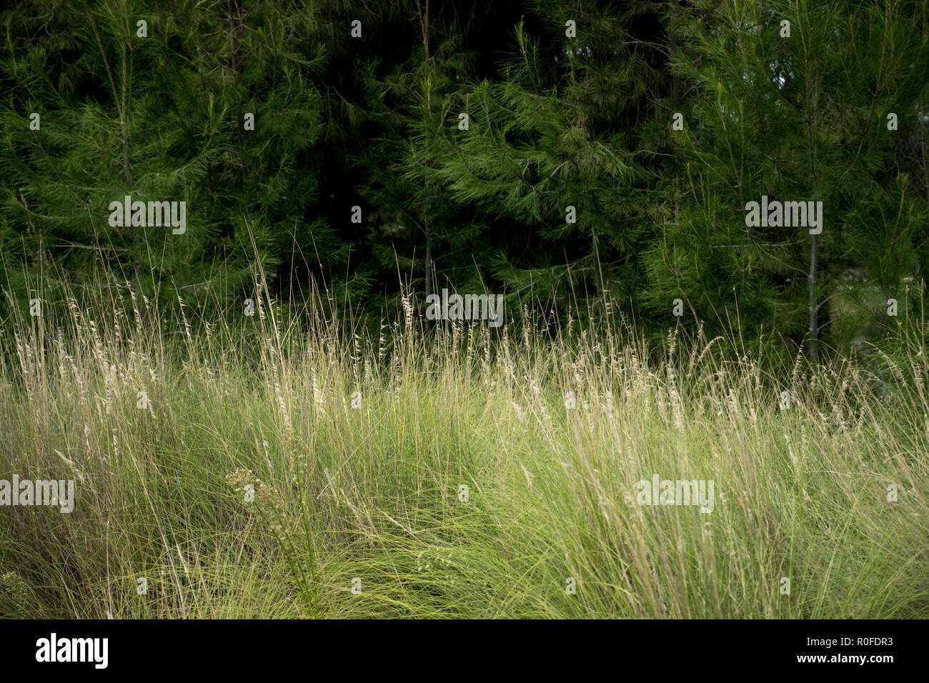 Wispy green hi-res stock photography and images - Alamy