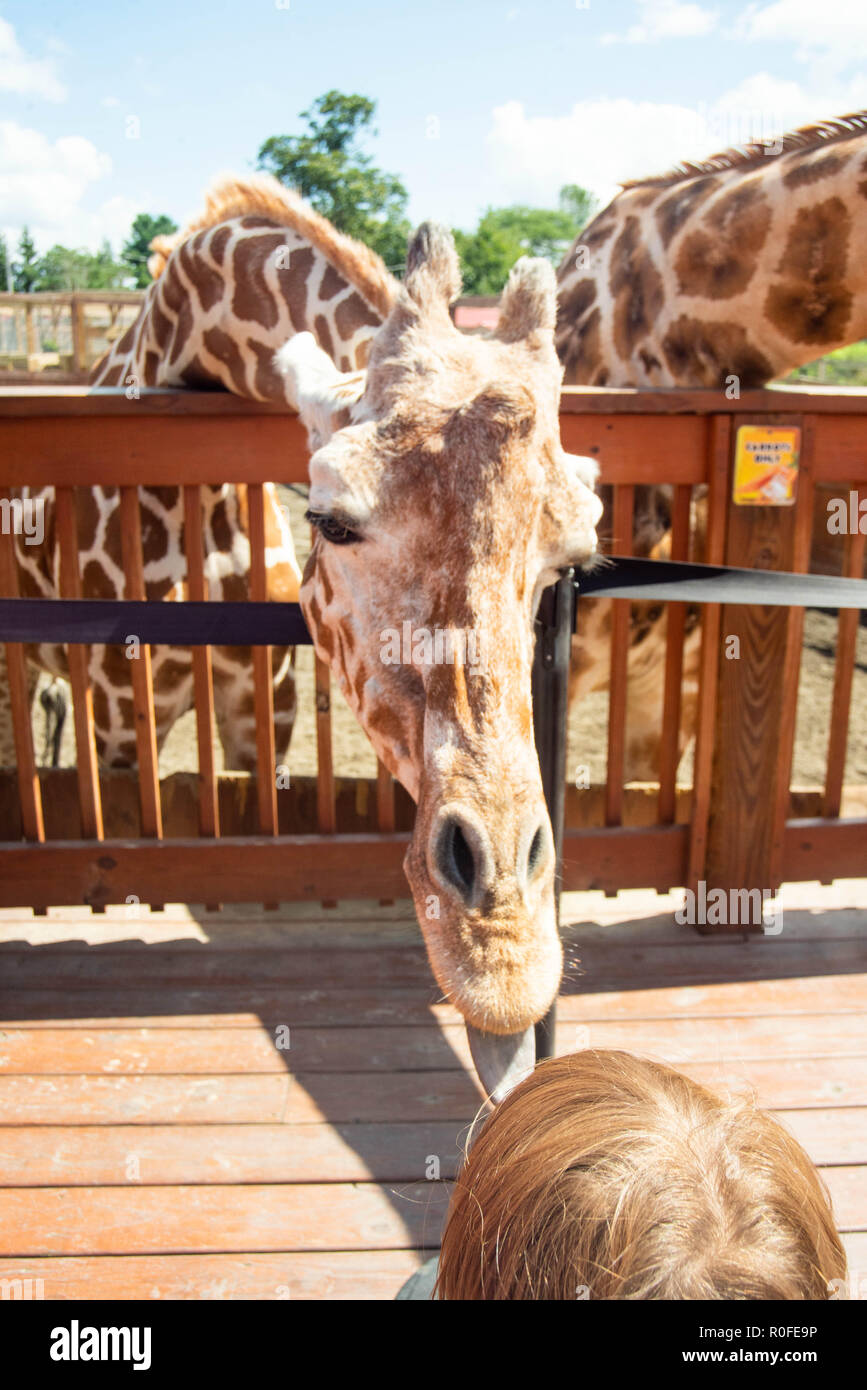 April the Giraffe is an attraction at an Upstate New York animal park ...