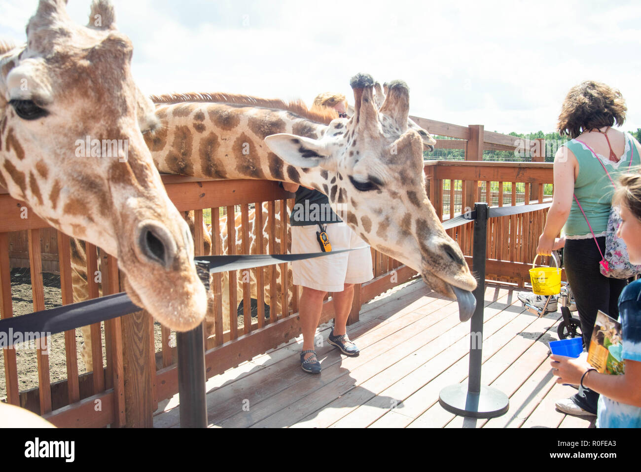 April the Giraffe is an attraction at an Upstate New York animal park ...