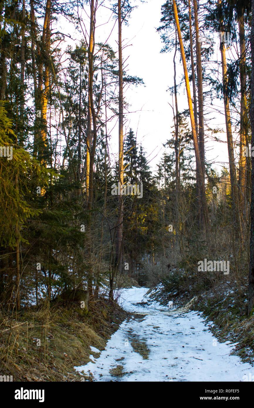 Calm and Sunny Winter Day in the Forest, with Sun Shining on top of the ...