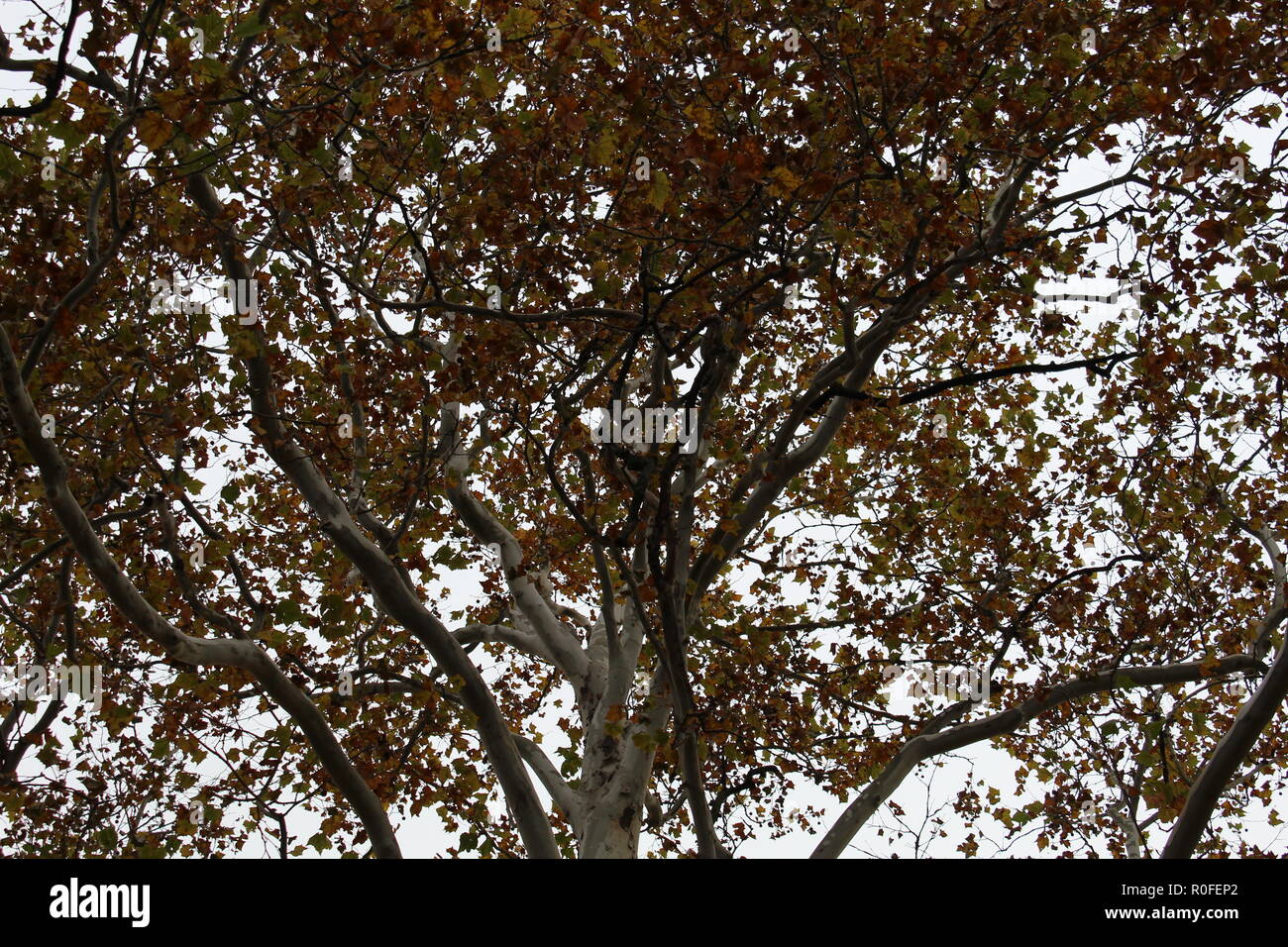 Autumn colors fall colors hi-res stock photography and images - Alamy