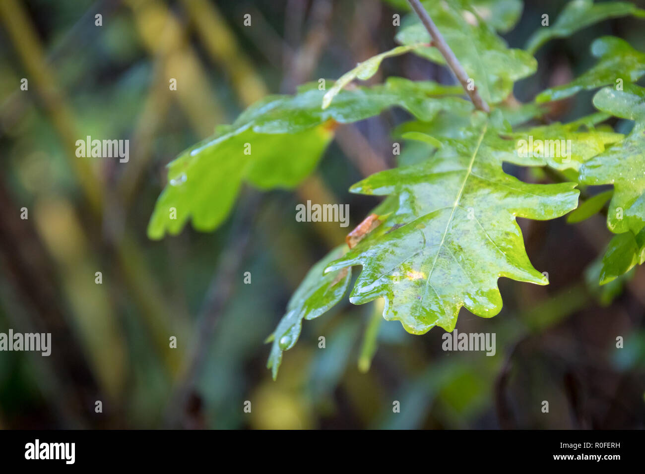 Wet shiny leaves hi-res stock photography and images - Alamy