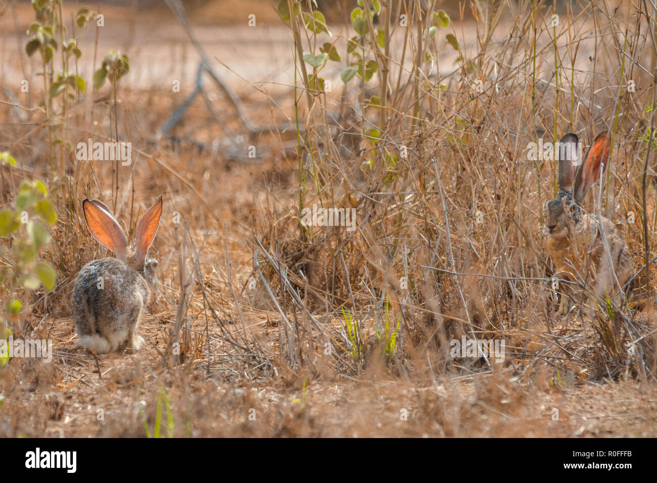 Rabbit head vector hi-res stock photography and images - Alamy