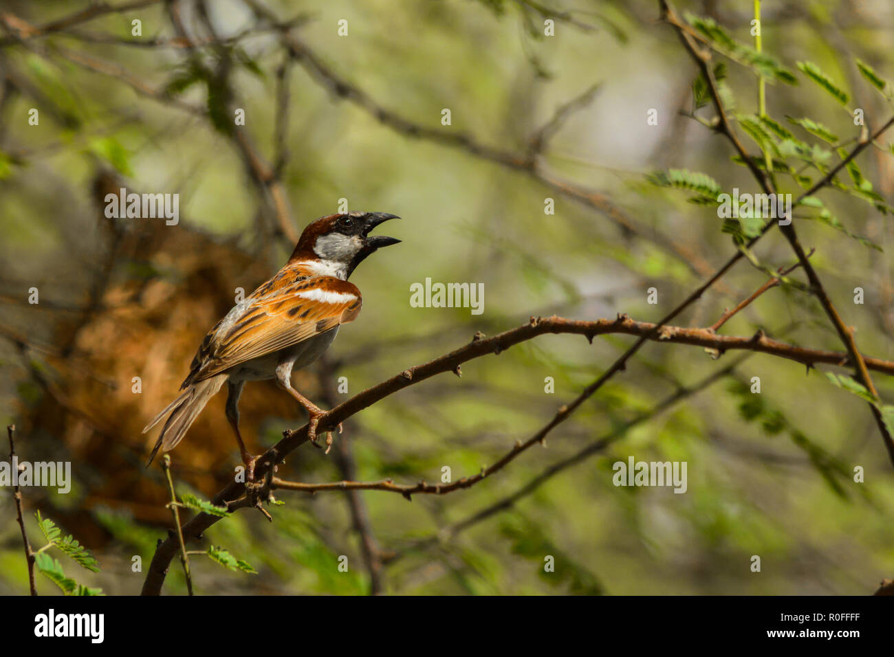 Brown house sparrow hi-res stock photography and images - Alamy