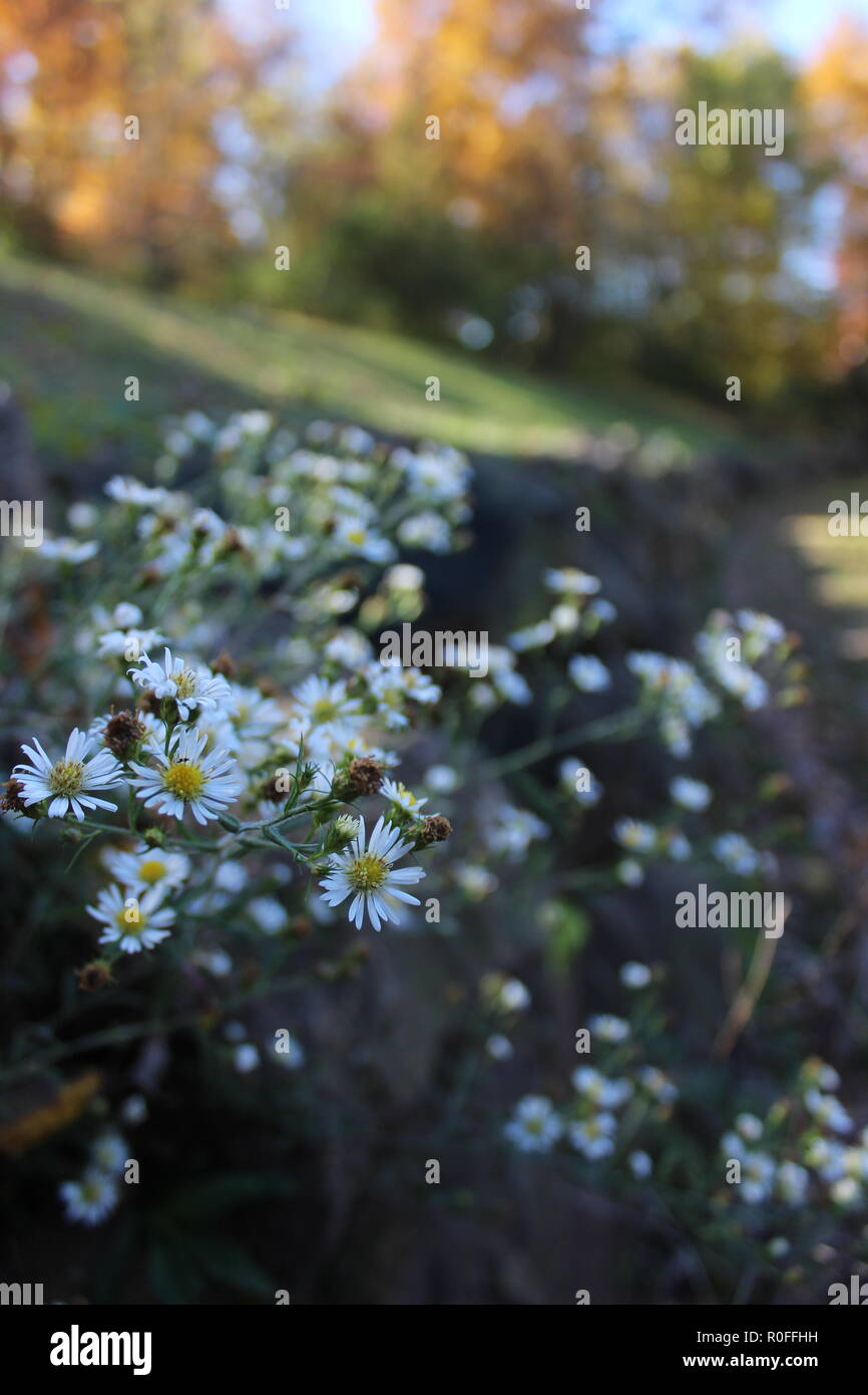 Sunlight colors hi-res stock photography and images - Alamy