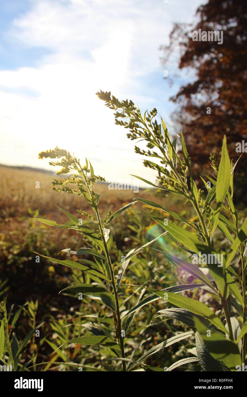 Sunlight and scenic fields hi-res stock photography and images - Alamy