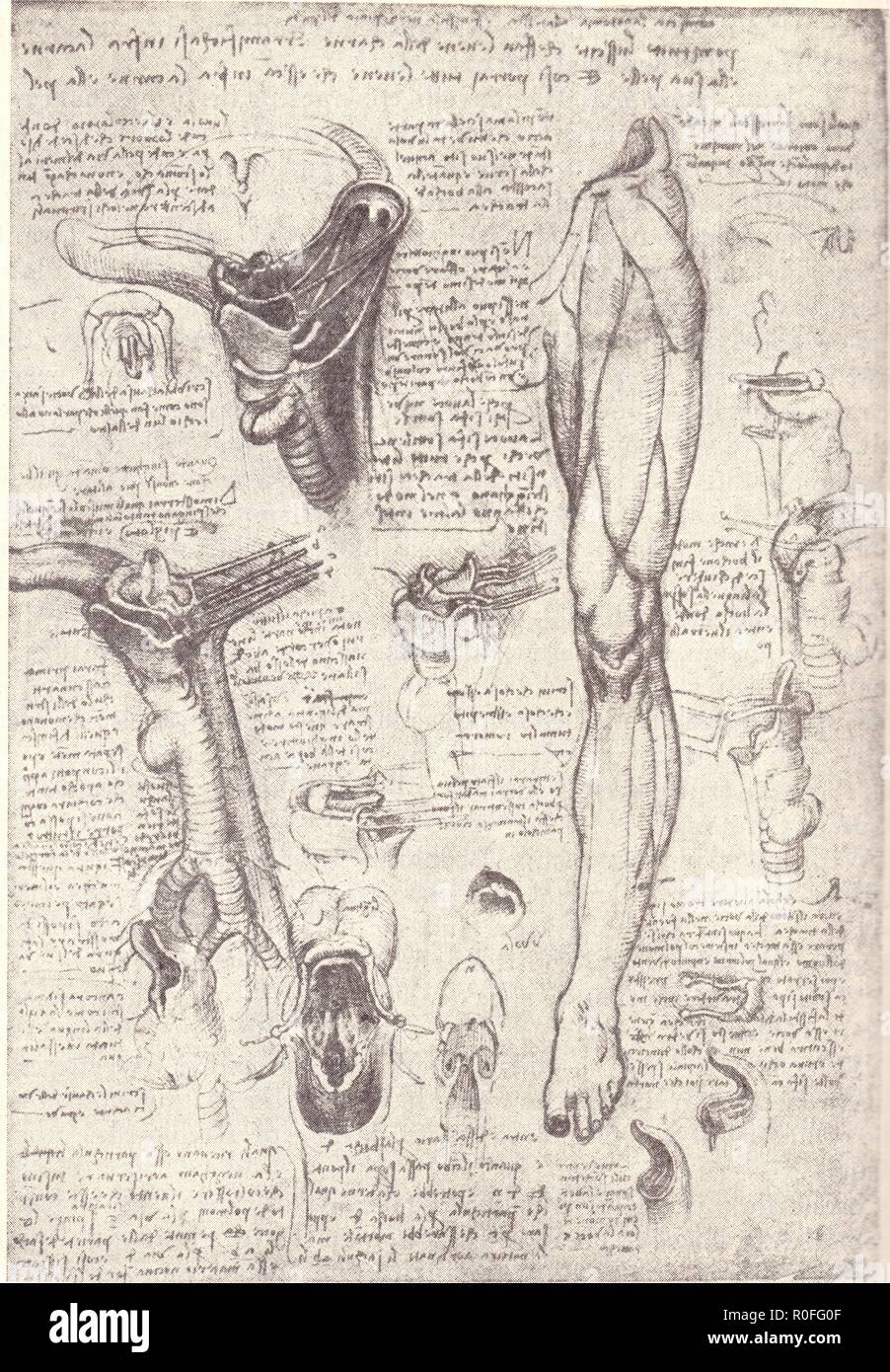 THE INNER STRUCTURE OF THE BODY . LEONARDO DA VINCI Stock Photo - Alamy