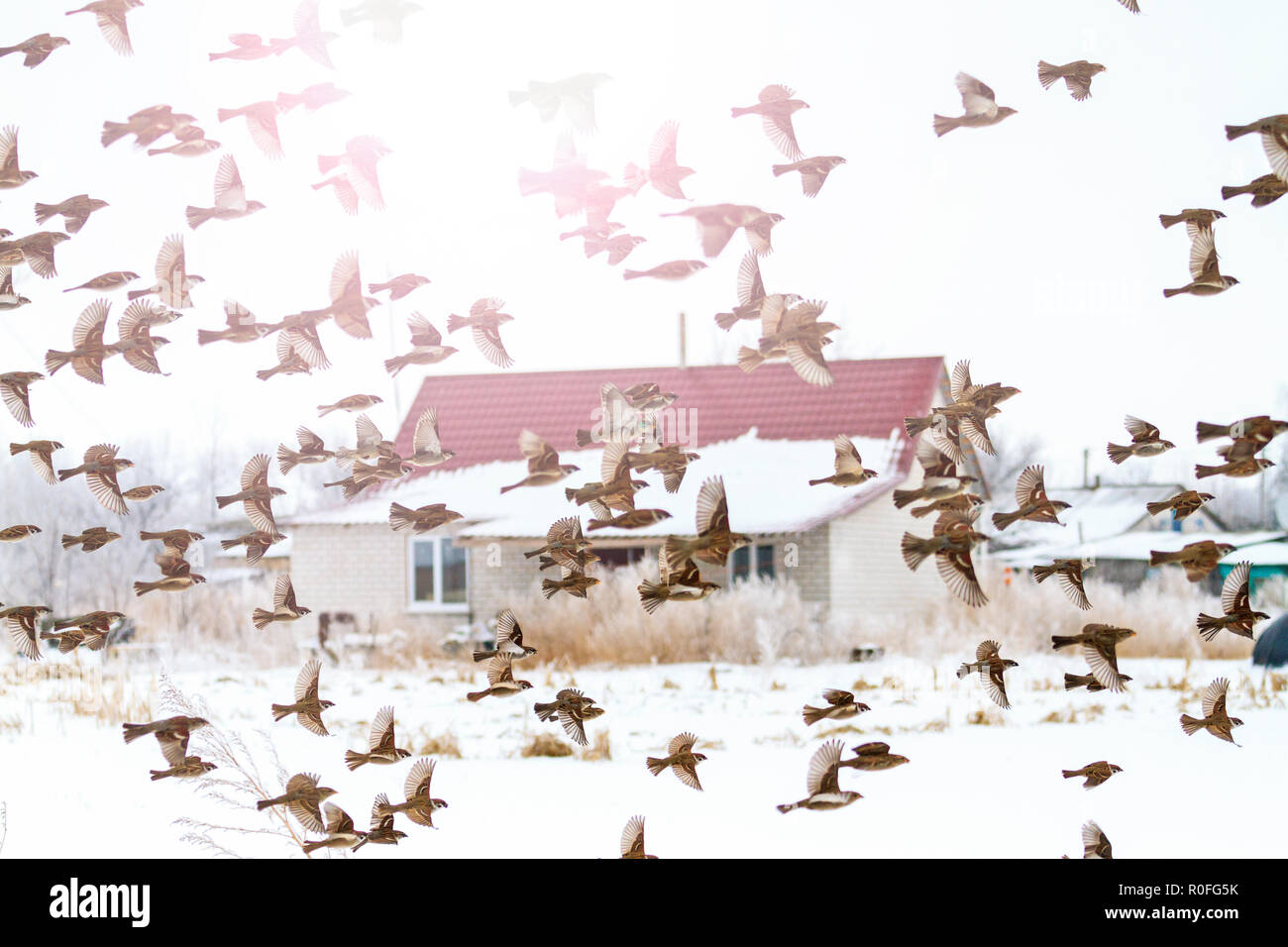 Flies isolated silhouette hi-res stock photography and images - Alamy