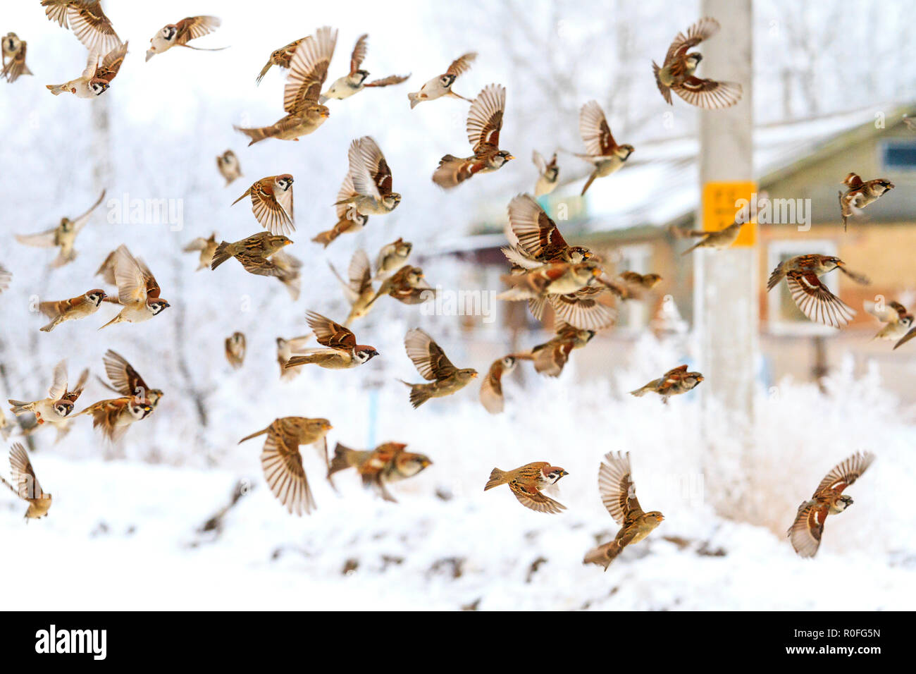Flies isolated silhouette hi-res stock photography and images - Alamy
