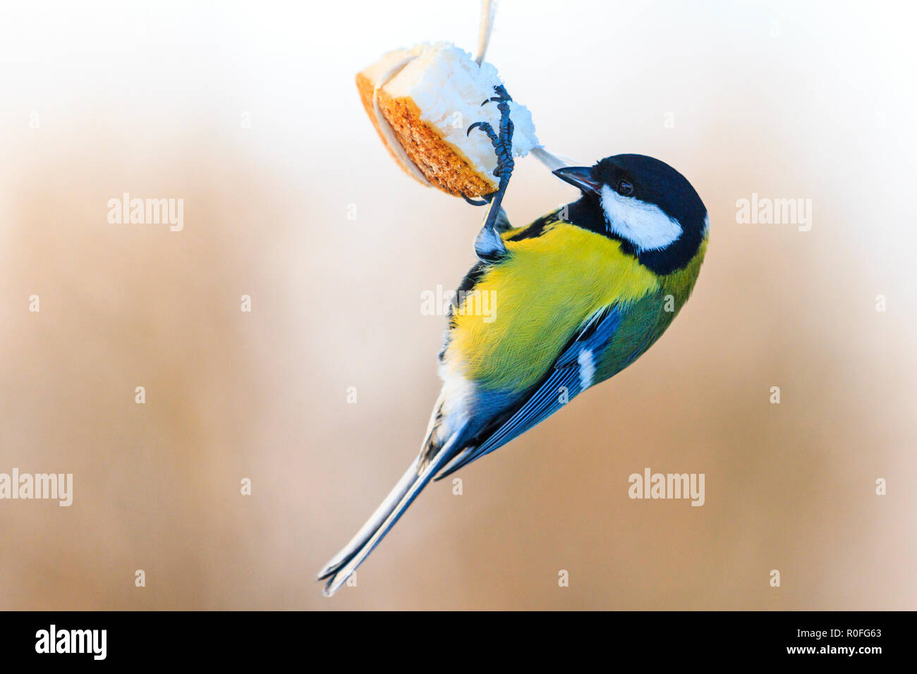 forest bird eats fat in a severe frost Stock Photo - Alamy