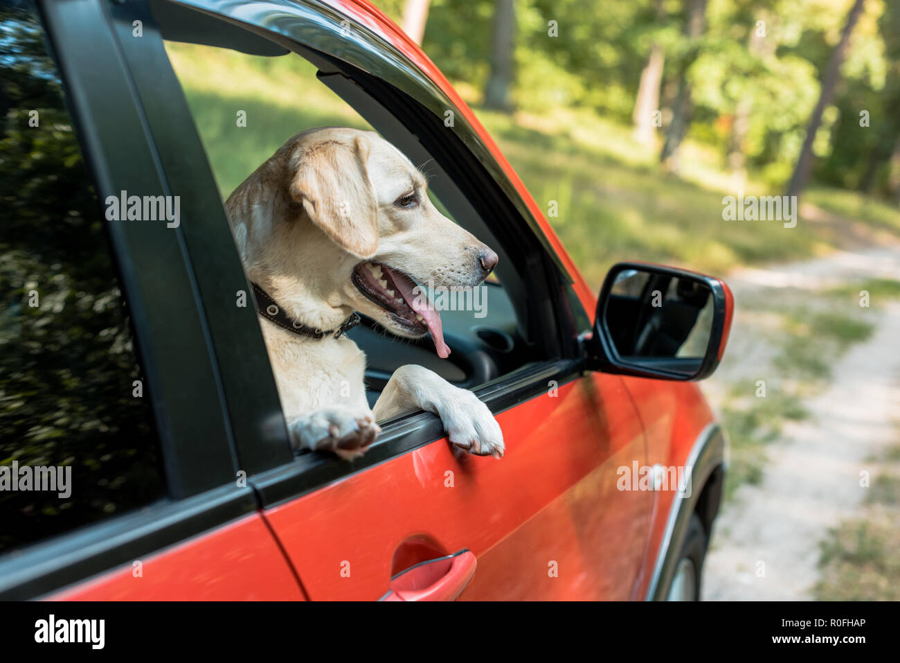 cute labrador dog looking out from window in red car Stock Photo - Alamy