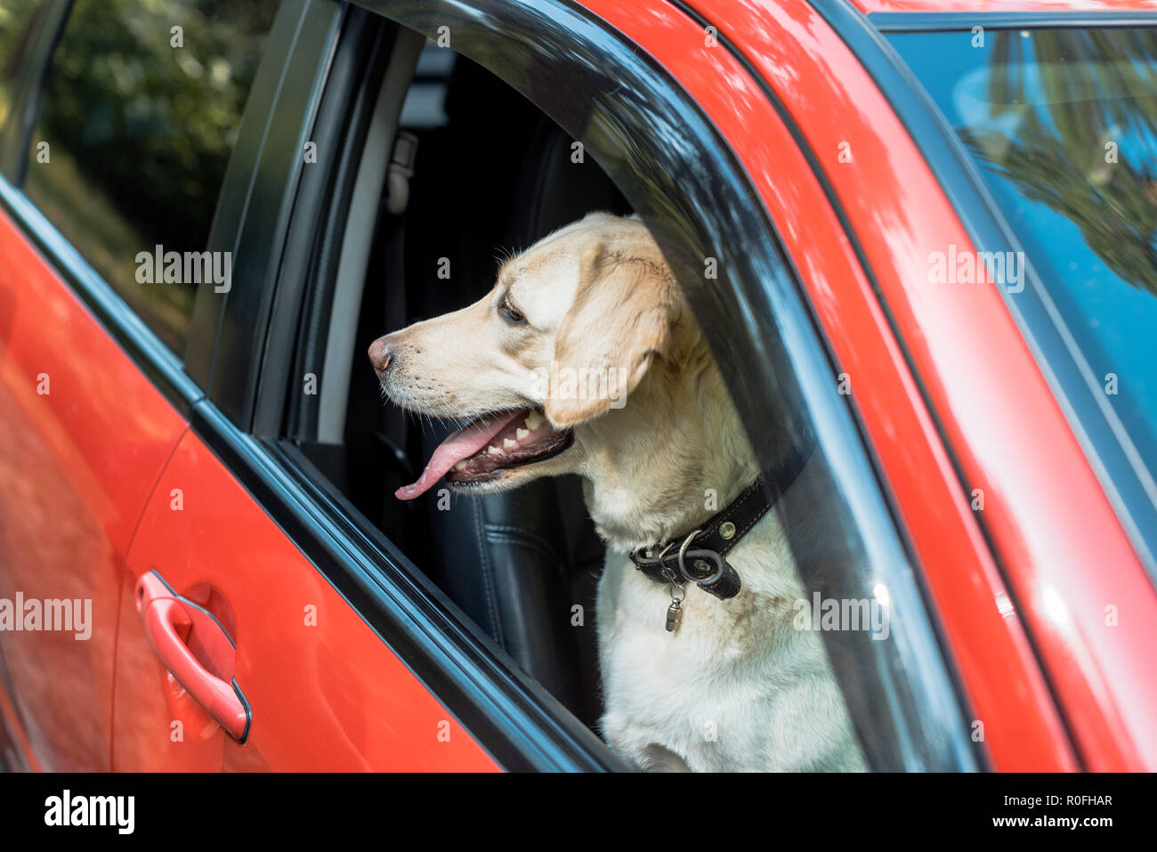 side view of cute labrador dog looking out from window in red car Stock ...