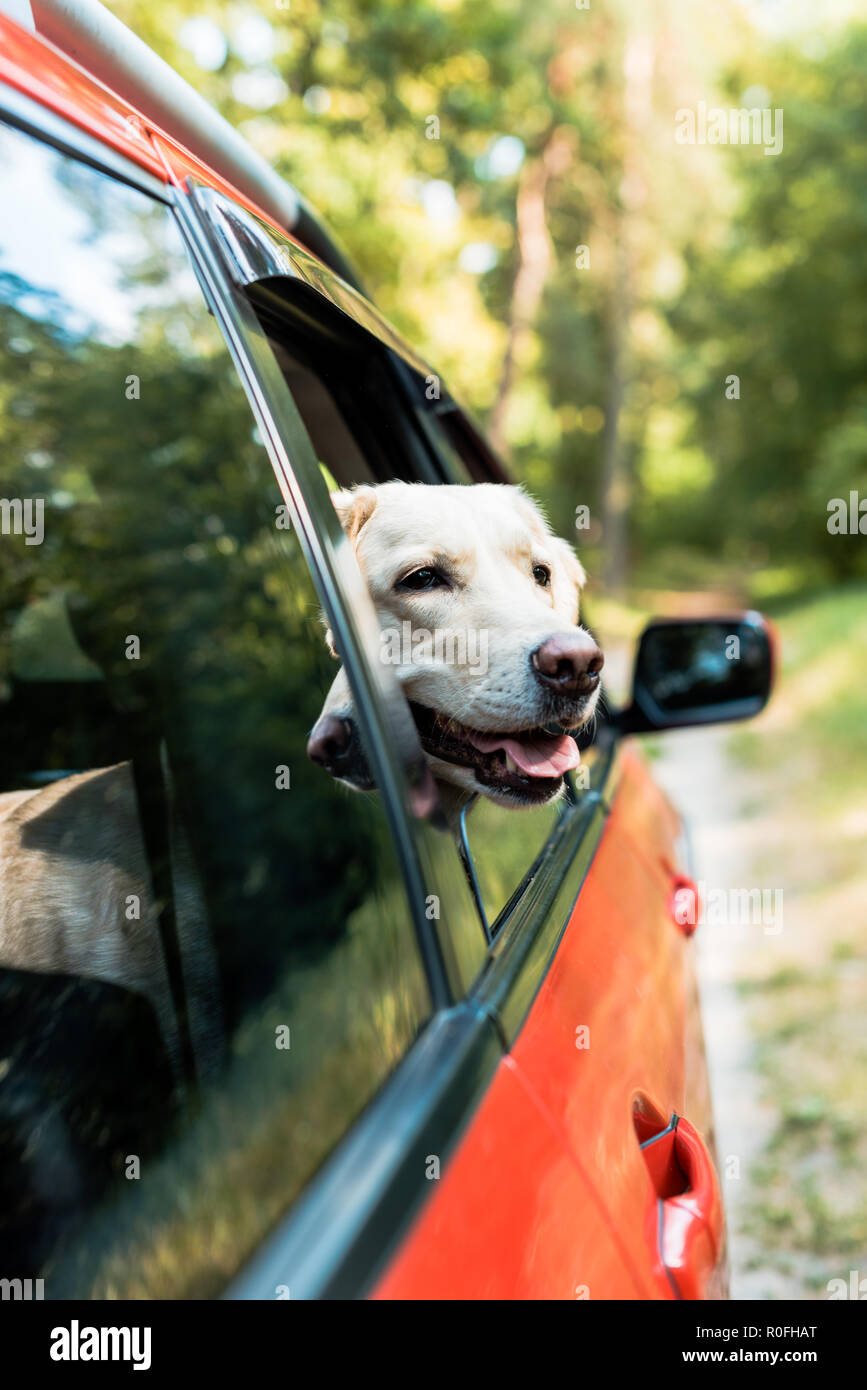cute labrador dog looking out from window in red car in forest Stock ...