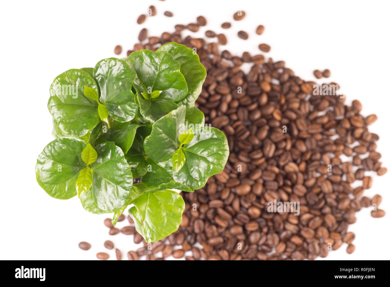 Isolated on white small coffee plant and coffeebeans Stock Photo - Alamy