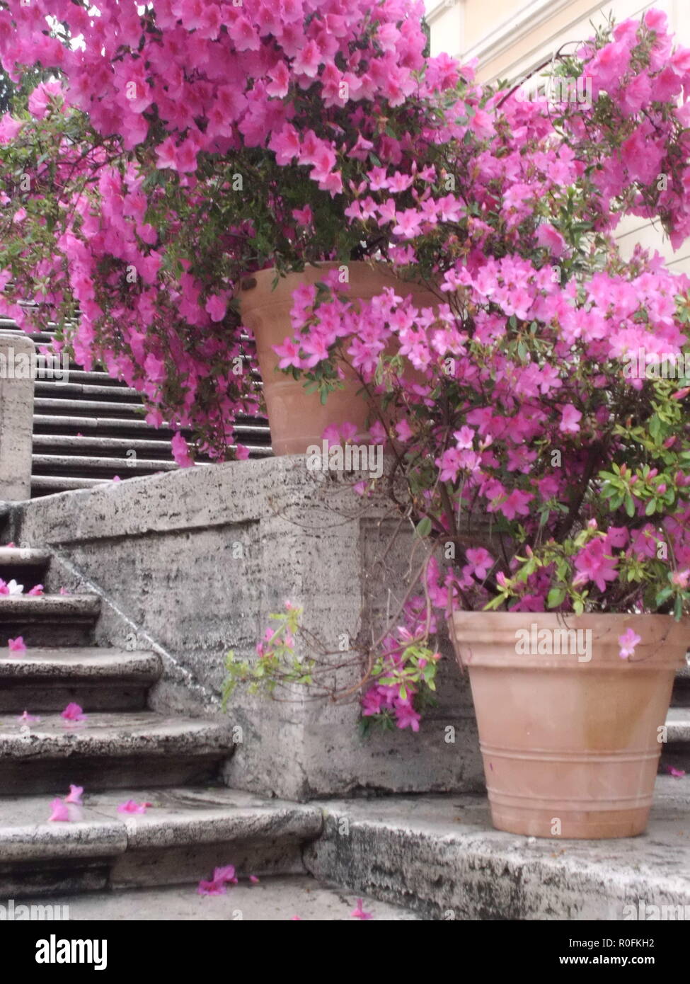 Stairs in Piazza di Spagna, Rome with azaleas in a cloudy and rainy day ...