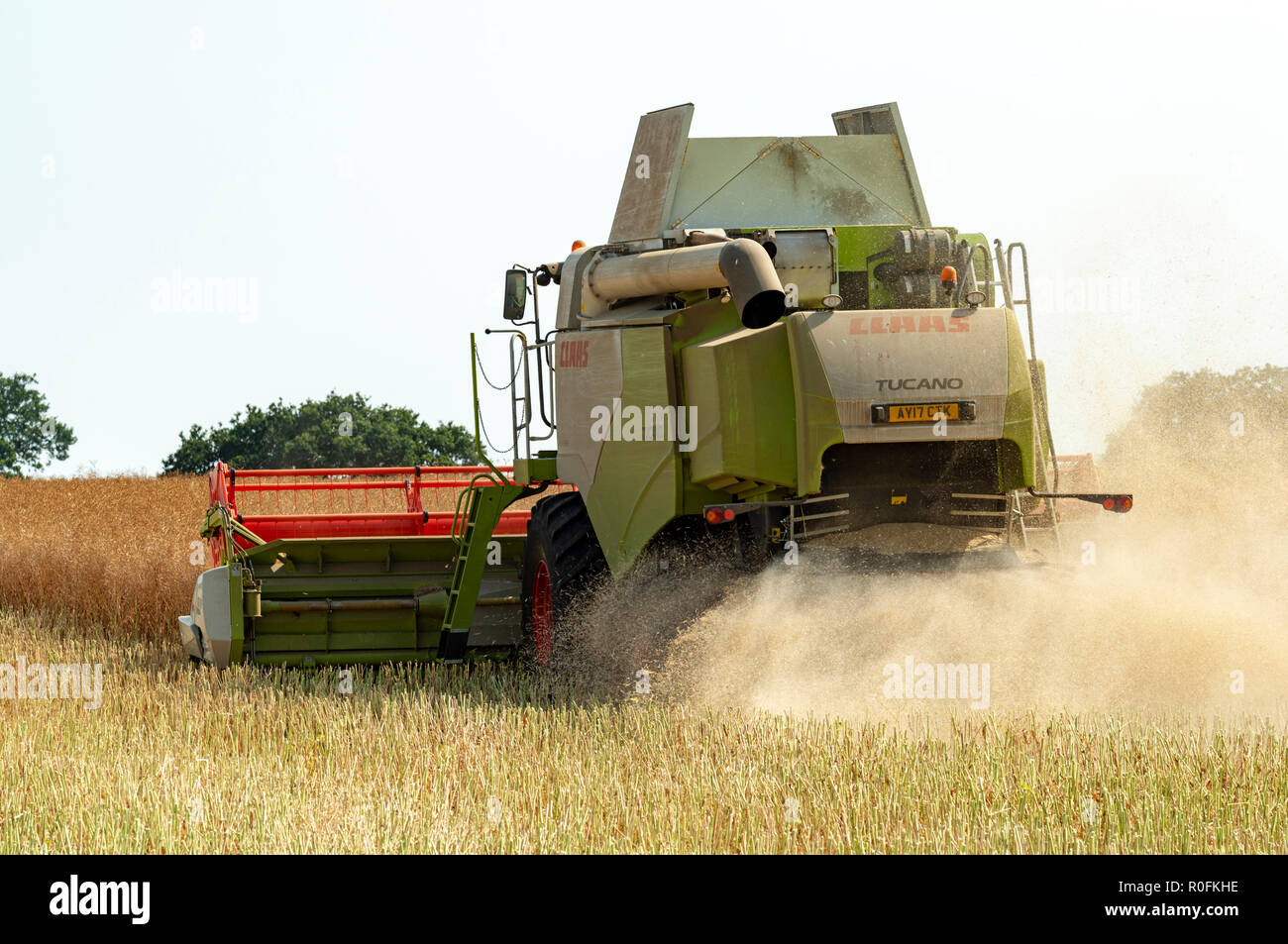 Claas 570 Tucano combine harvester cutting oil seed rape crop Stock ...